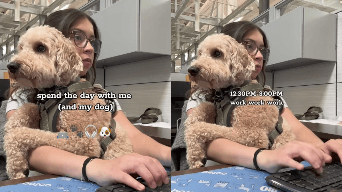 Video: Owner Shares What ‘Corporate’ Dog’s Day in Office Looks Like ...