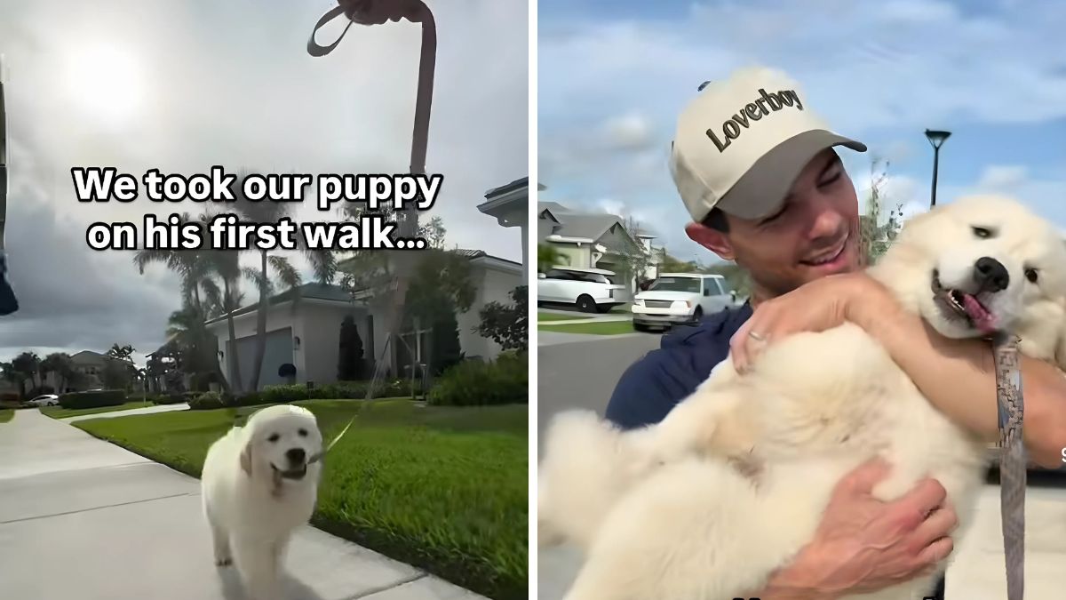 Video: Owner Shows How Golden Retriever Puppy’s First Walk Turned Out ...