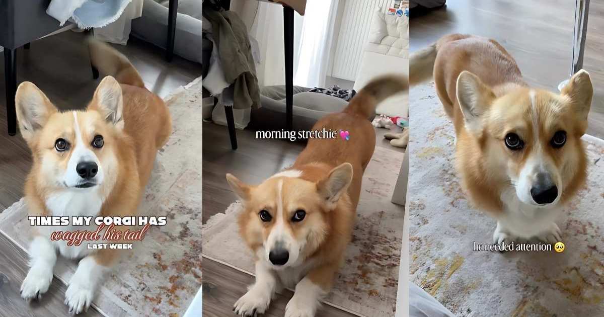 Video: Owner Shares Cute Moments of Corgi Wagging His Tail - DogTime