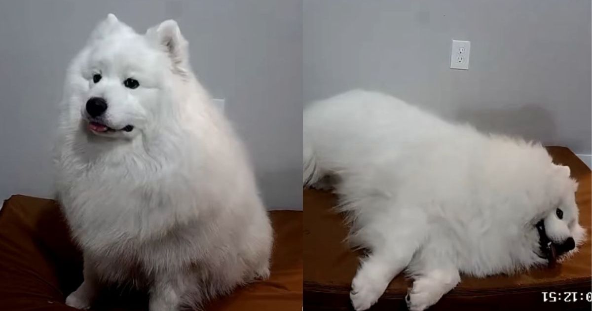 Video: Samoyed Pretends To Faint on Camera So Owner Can Leave Work Early
