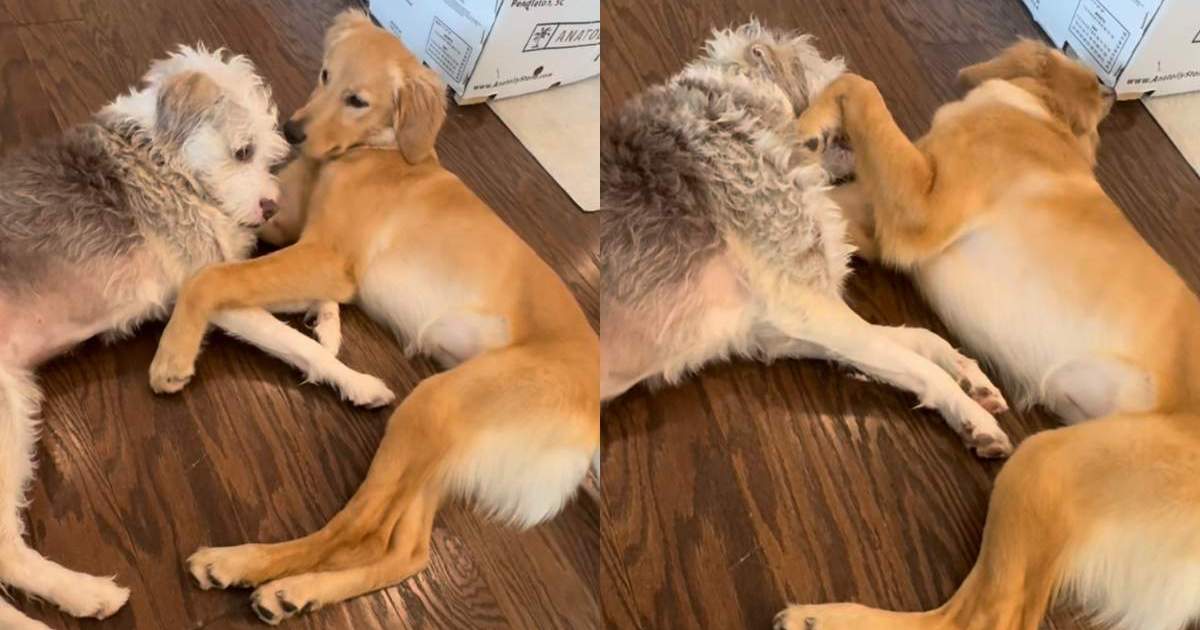 Video: Two Dogs Took Some Time To Become Friends but Now They’re ...