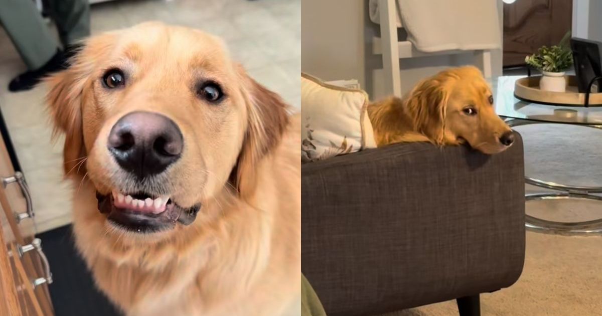 Video: Owner Shares What a ‘First-Time Golden Retriever Owner’ Needs To ...