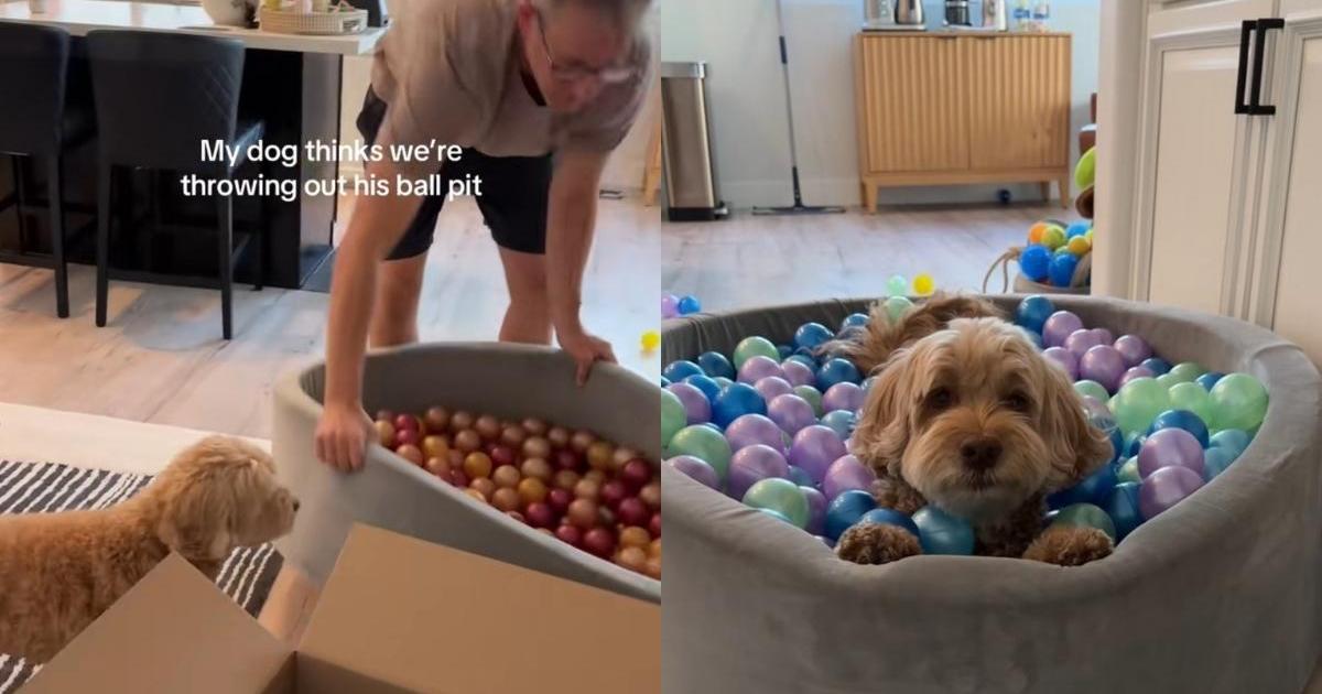 Video: 'Sad' Dog Thinks Owner Is Throwing Ball Pit but Soon Gets a Surprise