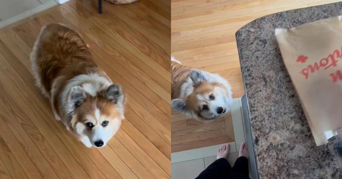 Video: Owner Reveals Trick To Summon Corgi
