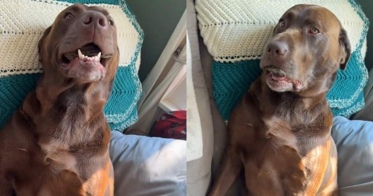 Video: Labrador's Interaction With a Wood Chip Draws Reactions