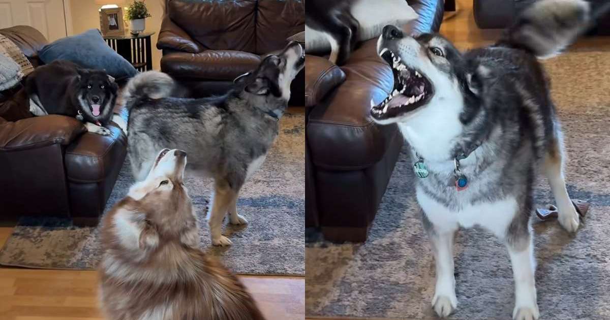 Video: Dog Pack Gives Their Uncle Hilariously Chaotic Welcome Home