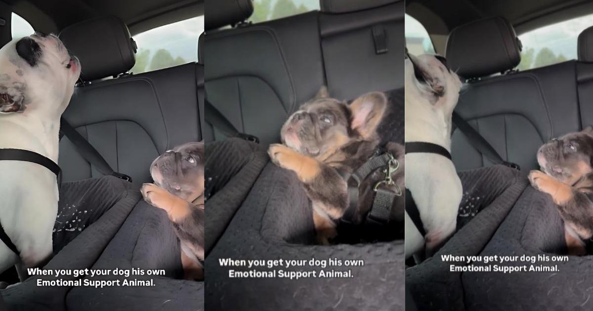 Video: Frenchie Has a Full-Blown Venting Session With His ‘Emotional Support Animal’ - DogTime
