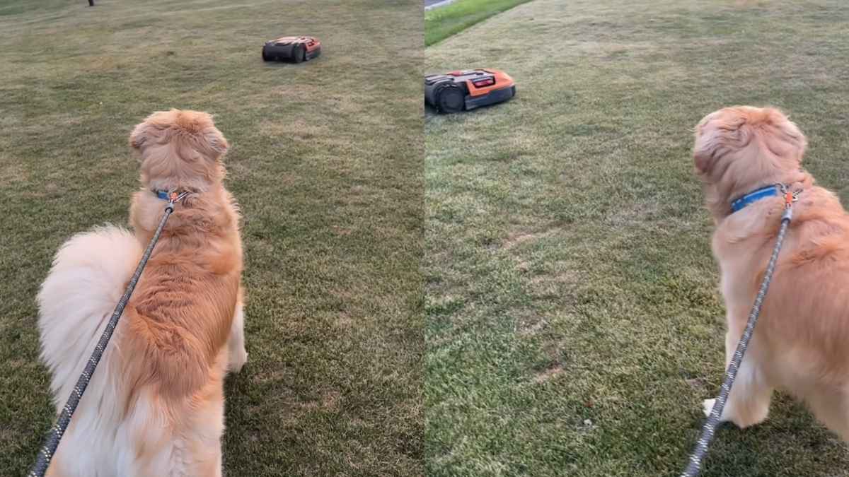 Video: Golden Retriever Thinks Outdoor Roomba Is Threat