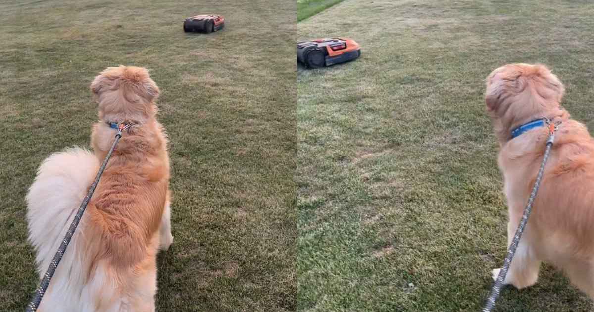 Video: Golden Retriever Thinks Outdoor Roomba Is Threat