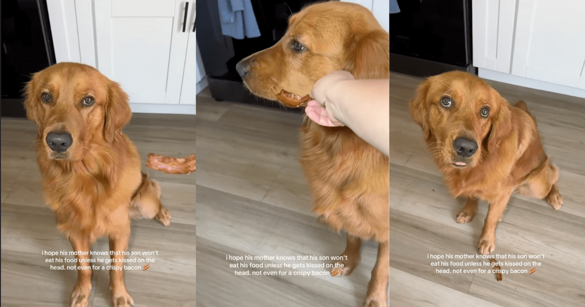 Video: Golden Retriever Won’t Eat Bacon Until He Gets Kissed on the ...
