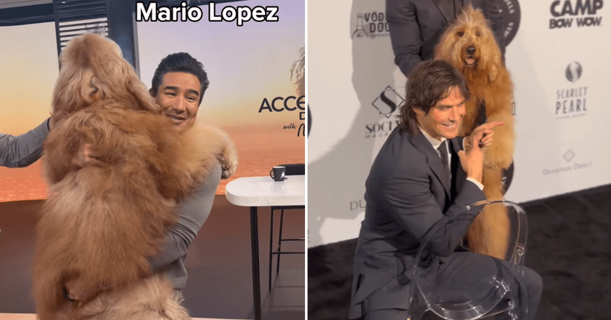 Video: ‘Petfluencer’ Goldendoodle’s Celebrity Meetups Are Truly Star ...