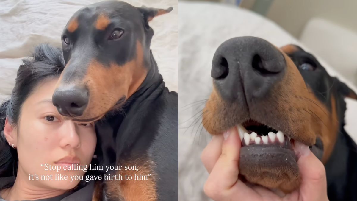 Video: Owner Proves Dog Is Really Her Baby With Teeth Alignment - DogTime