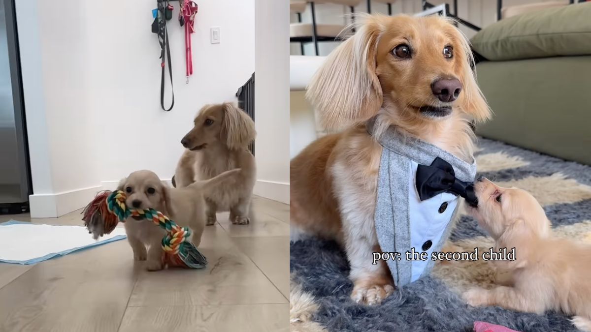 Video: Dog Shows How Chaotic Life as ‘Second Child’ Can Get - DogTime