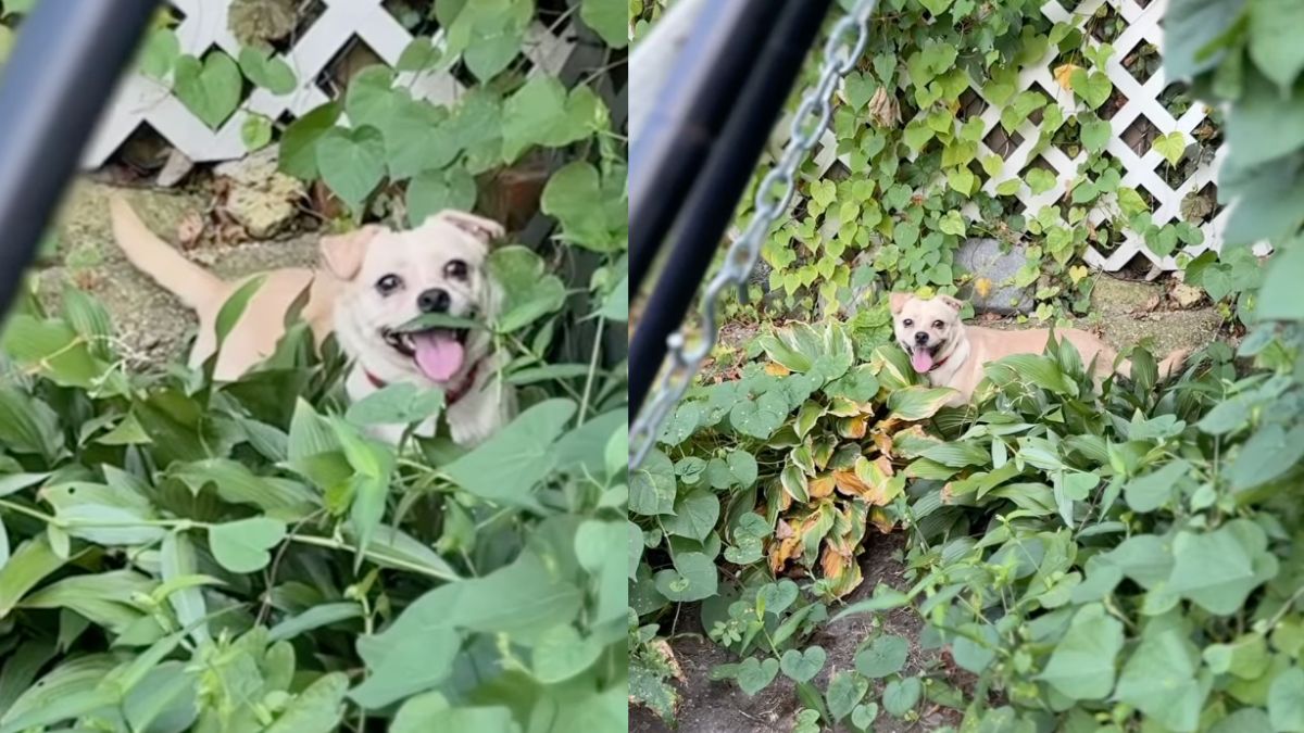 Video: Foster Dog Experiences Plants for the First Time & His Reaction ...