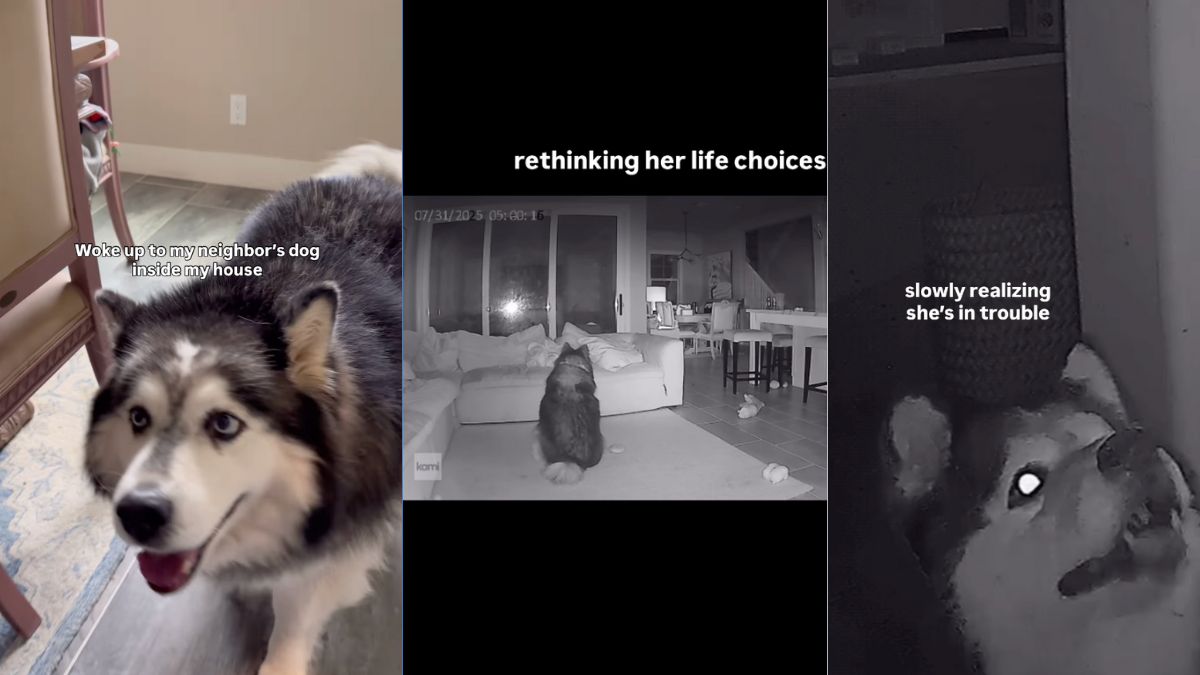 Video: Owner Wakes up to ‘Intruder’ Neighbor's Dog at Their Home - DogTime