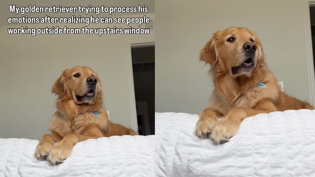 Video: Golden Retriever Finds Perfect Spot To View Outside World & Can ...