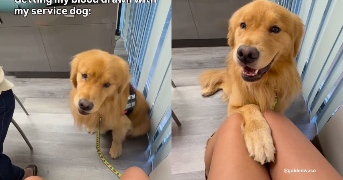 Video: Service Dog Goes Through All Emotions When Owner Takes Blood ...