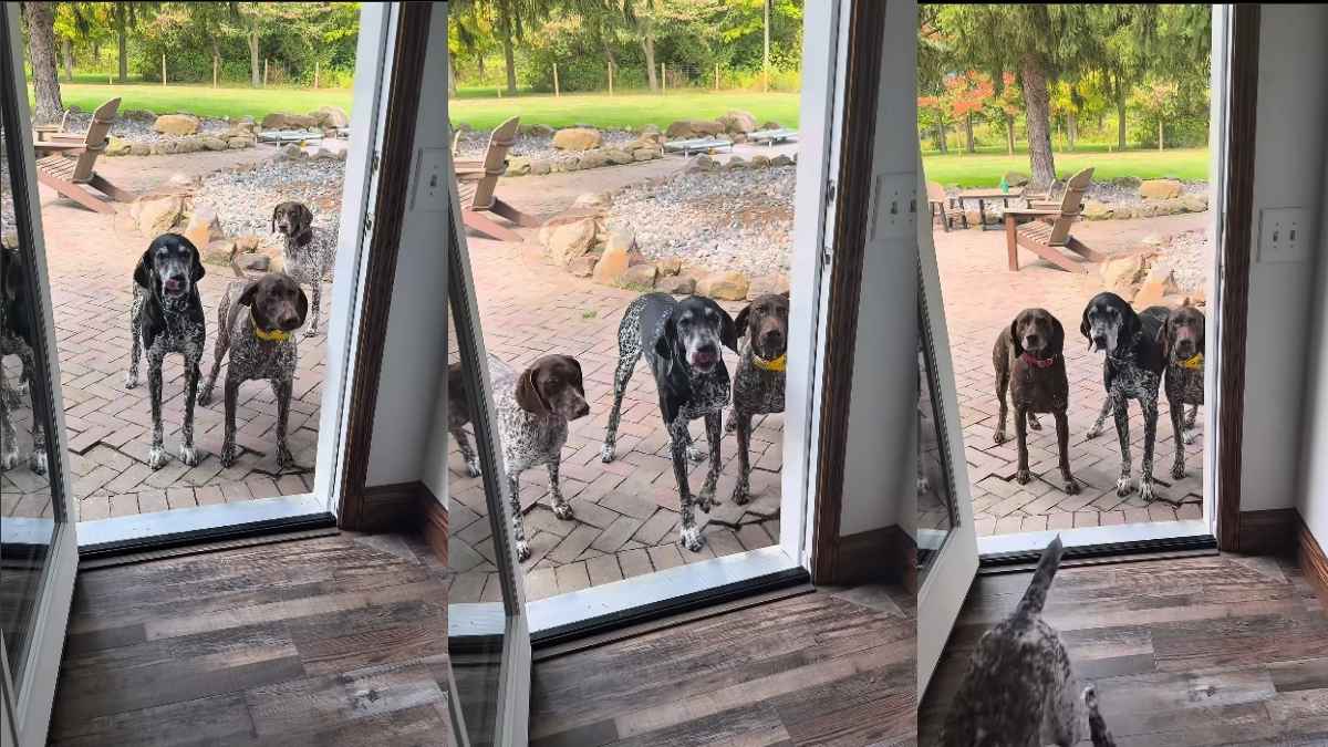 Video: Dogs Confused When Asked to Pass Through New Door - DogTime