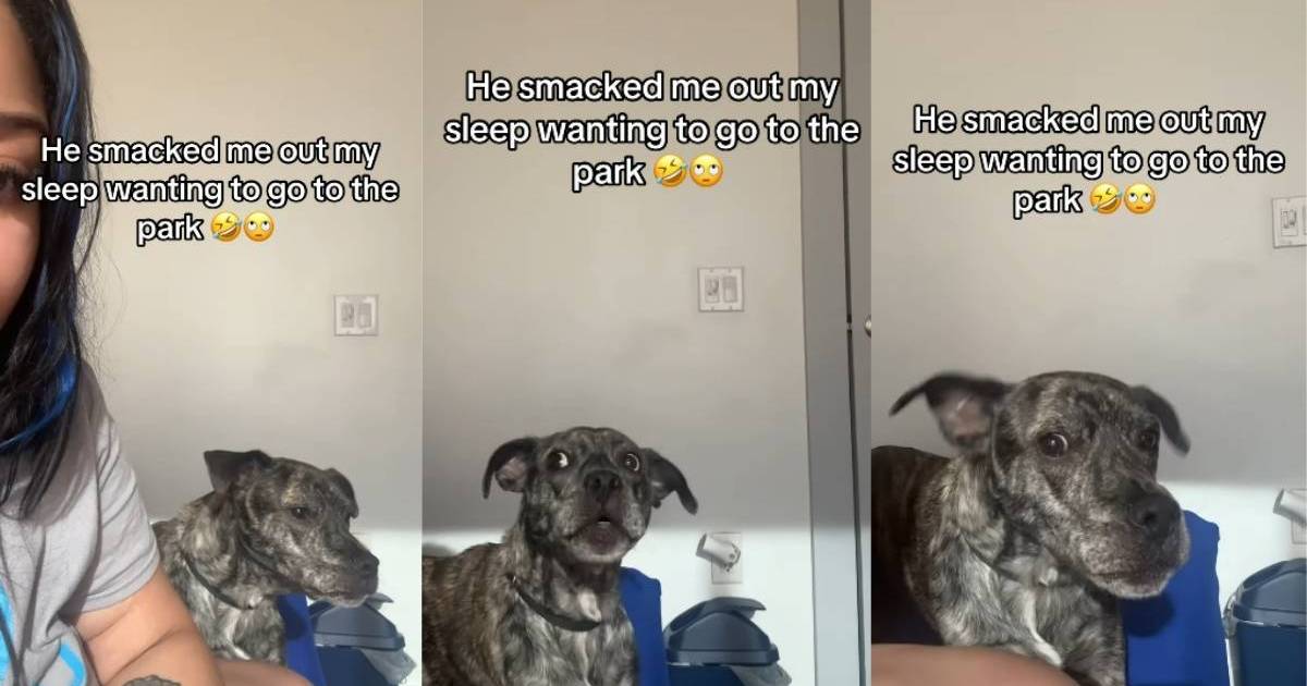 Video: Dog Talks 'Smack' After Owner Says No to Walk in the Park - DogTime