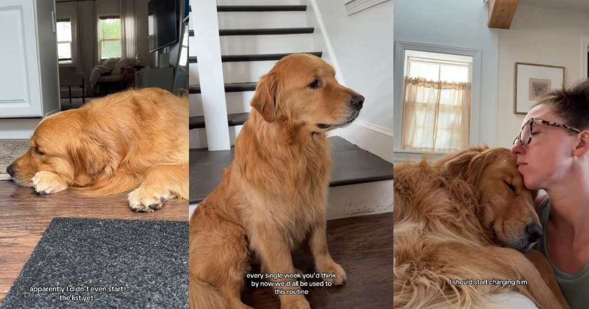 'Sad' Golden Retriever Gets All the Love Online After 3 Things That ...