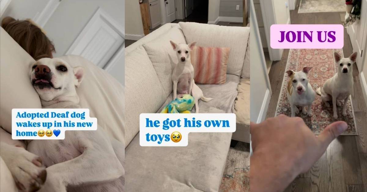 Adopted Deaf Dog Experience All His Firsts in Heartwarming Video