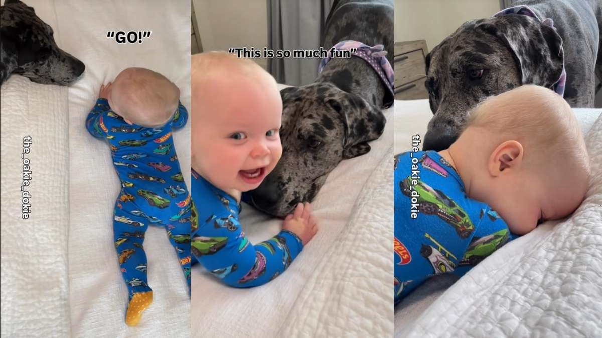 Video: Big Dog & Tiny Baby's Favorite Game to Play Involves a Ton of ...
