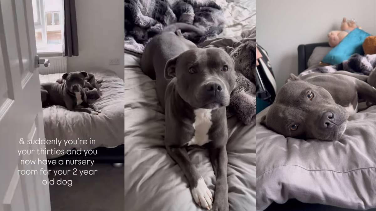 Video: Owner Films Dog Chilling in His Own 'Nursery'