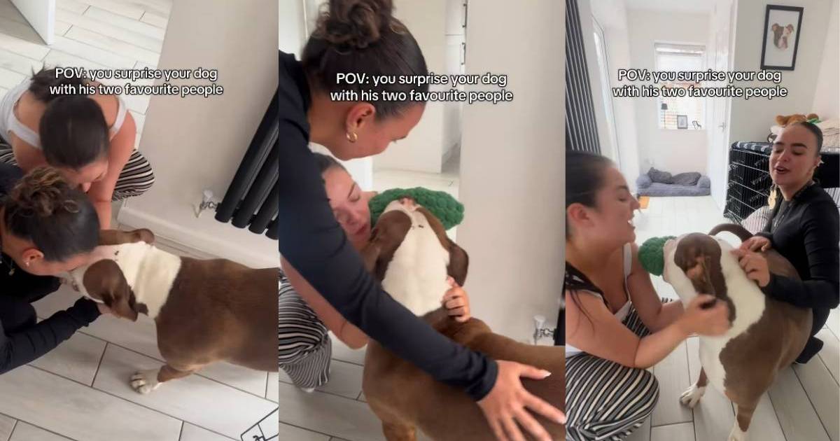 Video: American Bully’s Reaction To Meeting His ‘Two Favorite People ...