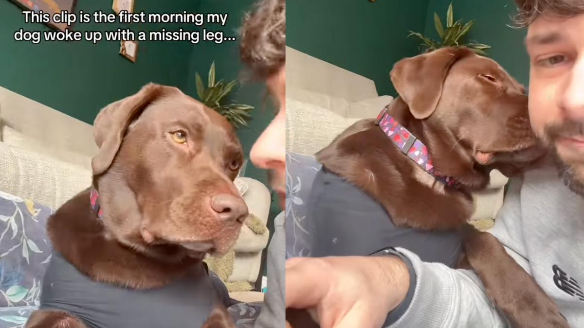 Users Send All the Love for Labrador's First Video After She Lost a Leg ...