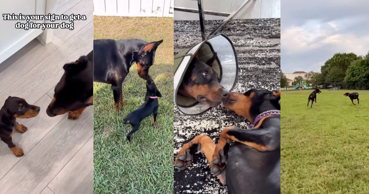 Video Shows How Life Changed for Big Dog When Owners Adopted a Puppy ...