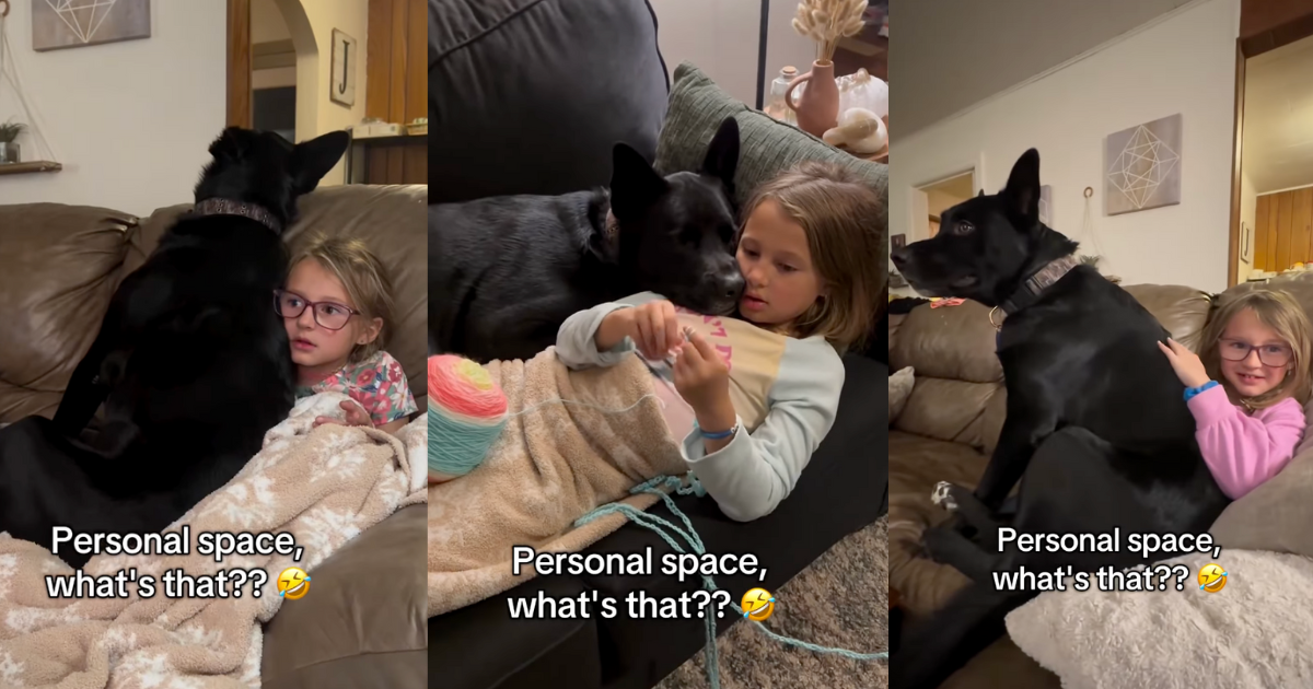 Video: Rescue Dog Doesn’t Understand ‘Personal Space’ While Hanging Out ...