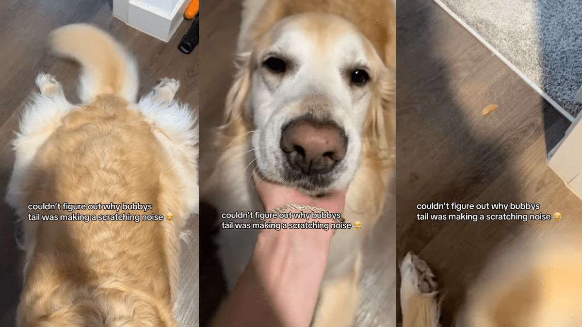 Video: Owner Can't Understand Why Dog's Tail Is Making Noise Until She ...