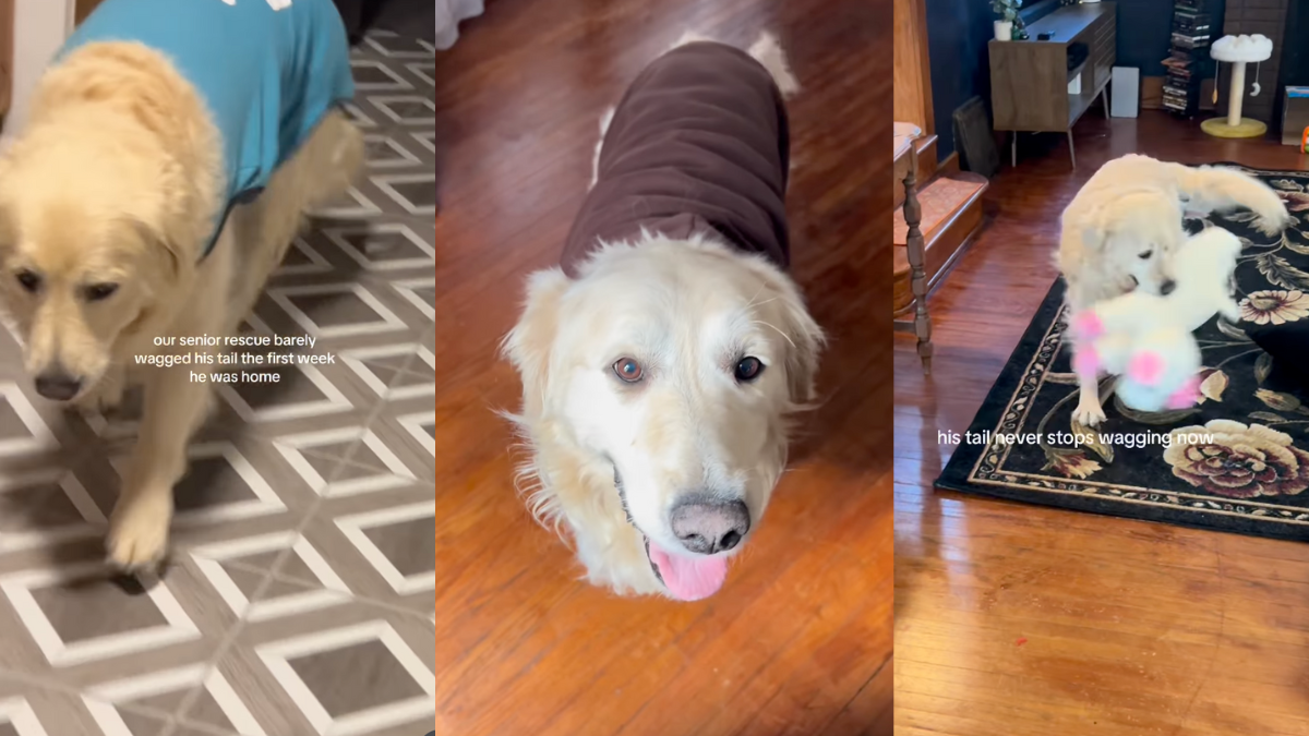 Video: Senior Rescue Dog Goes From ‘Tucked Tail’ to Constantly Wagging ...