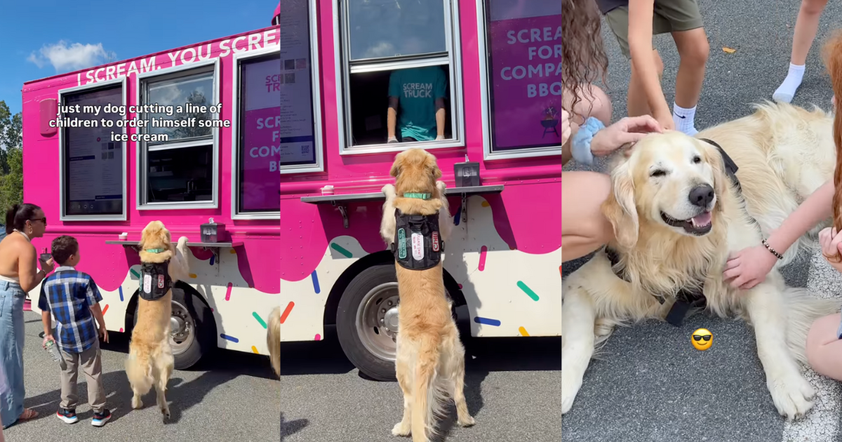 Video: Golden Retriever Cuts a Line to Order Ice Cream for Himself ...