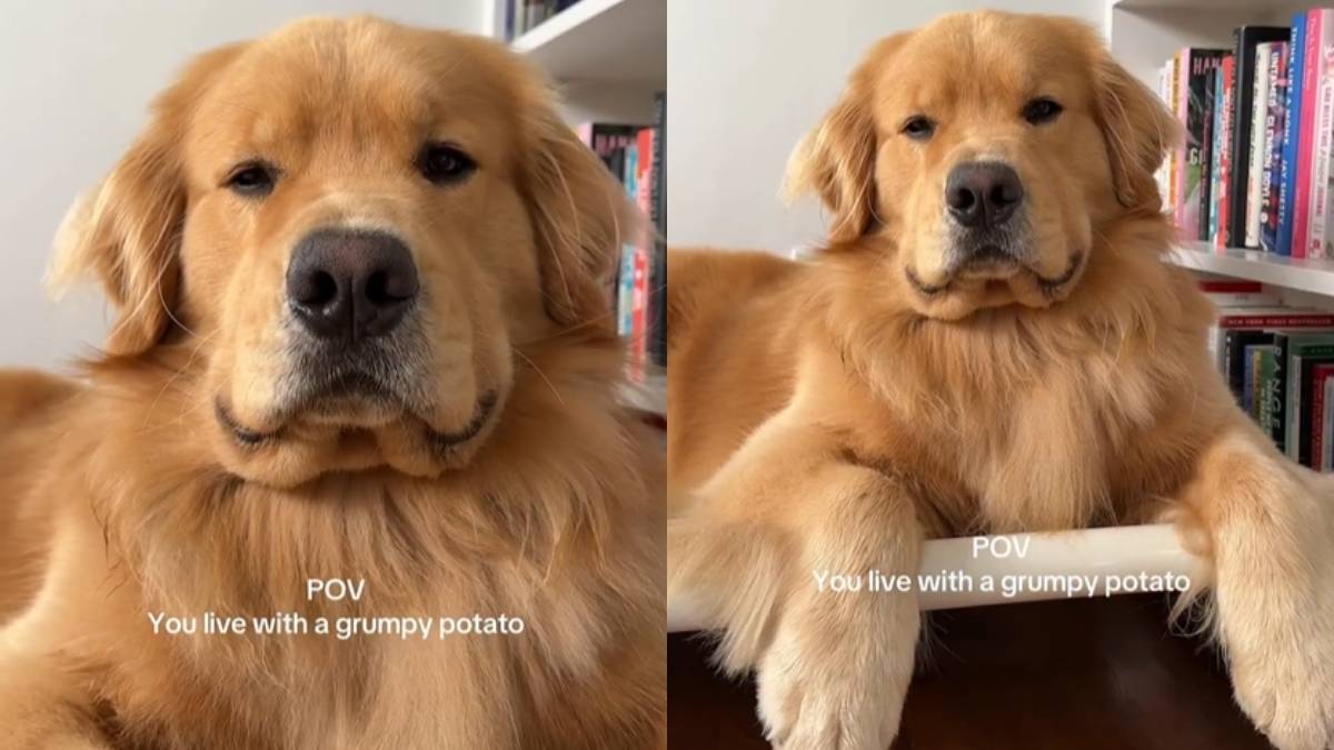 Video: Golden Retriever Is a 'Grumpy Potato' & Internet Agrees - DogTime
