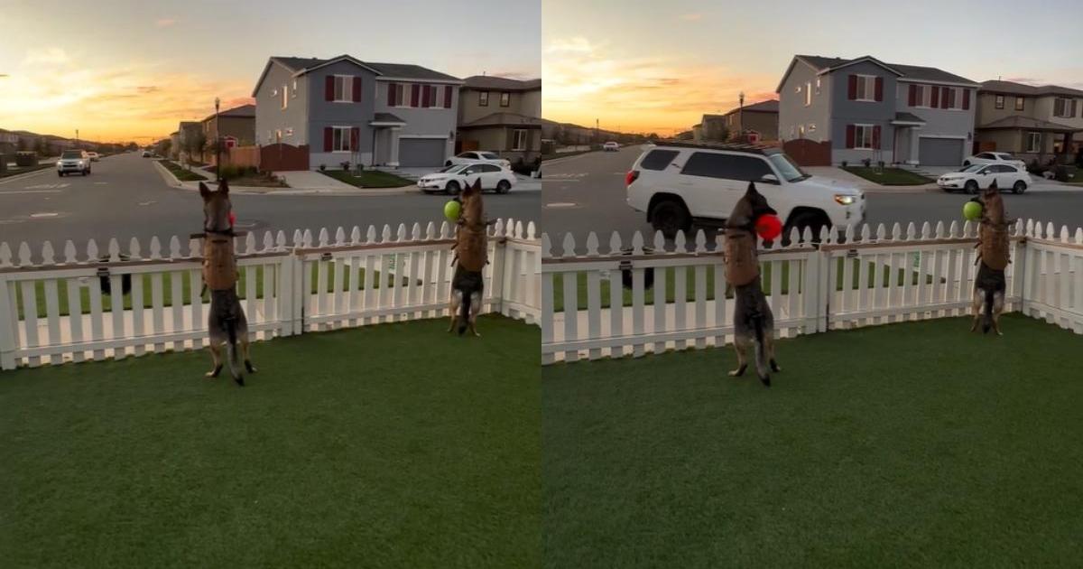 Video: Dogs Are Way Too Serious About Watching Over Their House - DogTime