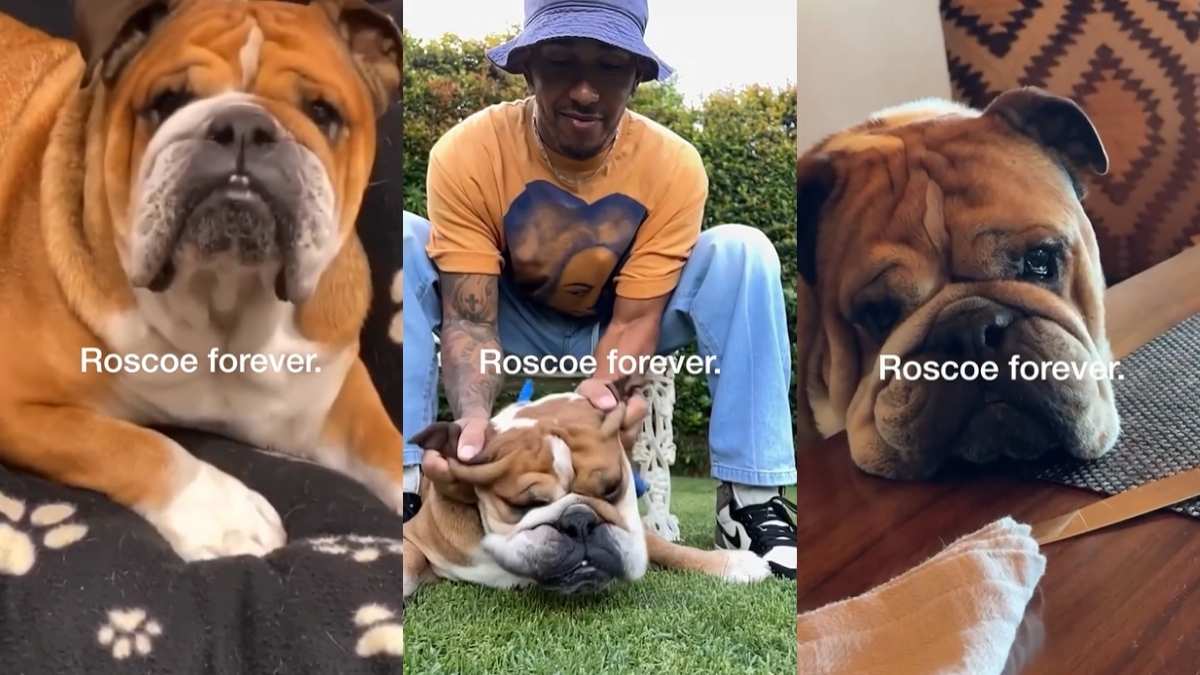 Lewis Hamilton Mourns Late Dog’s Passing With Gut-Wrenching Tribute
