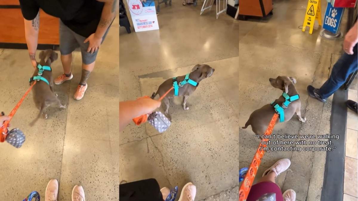 Video: Pit Bull ‘Causes a Scene’ Outside PetSmart for Treats but Leaves ...