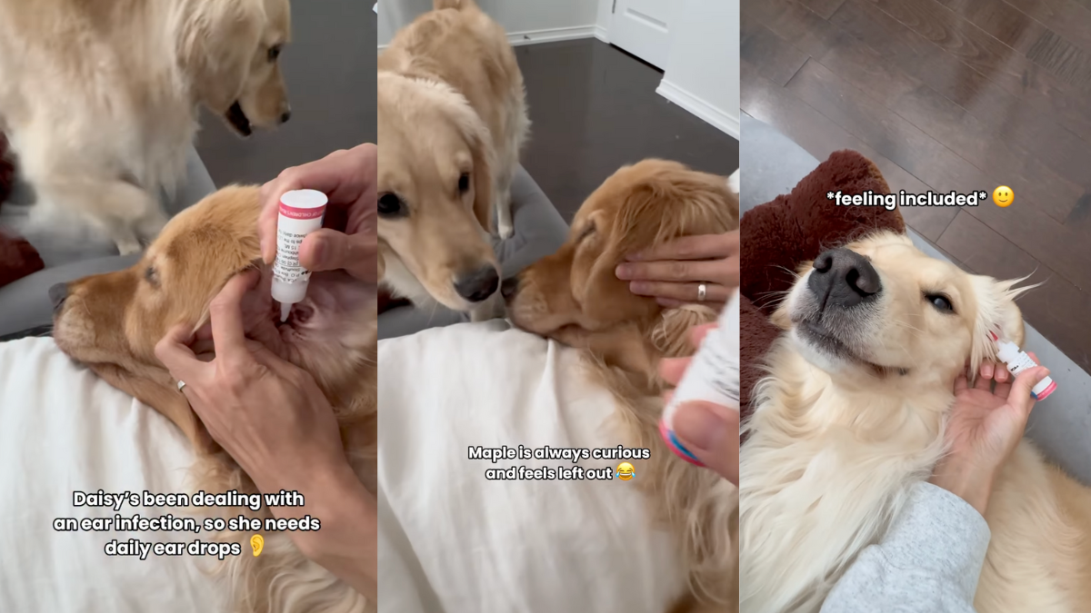 Video: Golden Retriever Has Major FOMO After Furry Sister Gets Ear ...