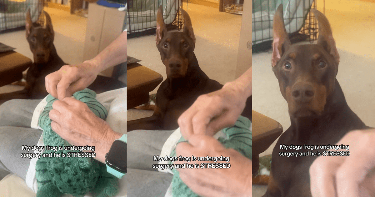Video: Doberman Is Extra Dramatic Watching His Frog Toy Get Emergency Surgery - DogTime