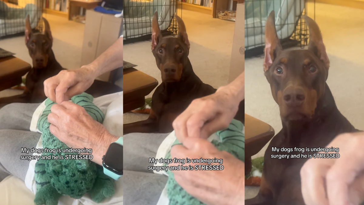 Video: BTS Singer Jungkook’s Dog Is Too Attached to His Pool Toy - DogTime