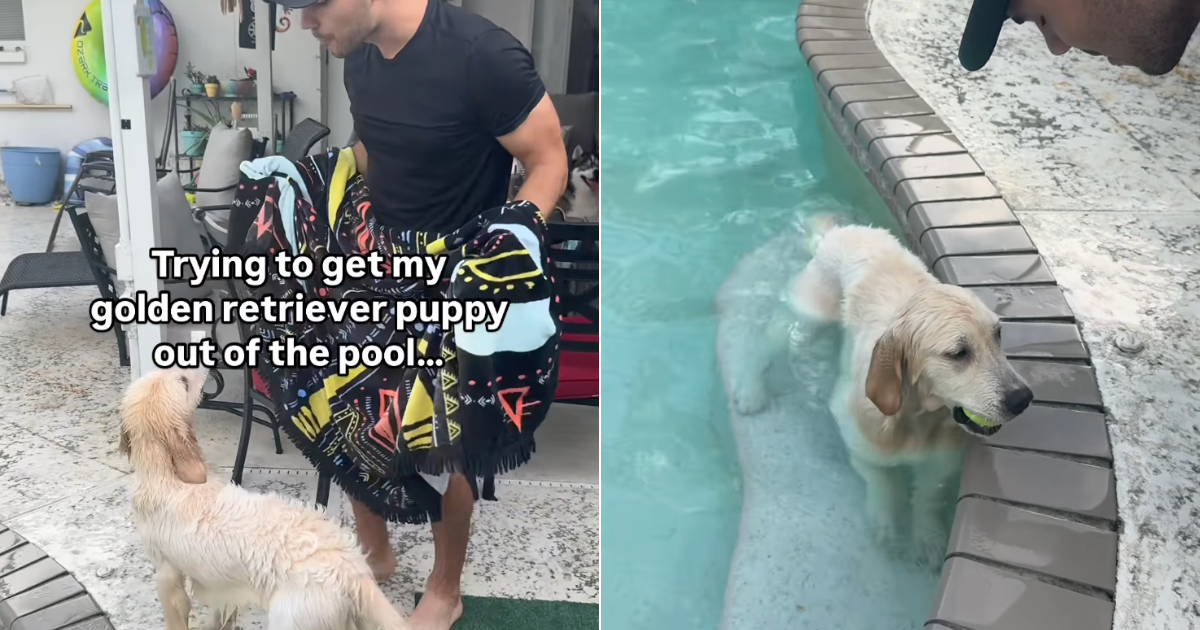 Video: Owner Wants To Get Golden Retriever Puppy Out of Pool, but He ...