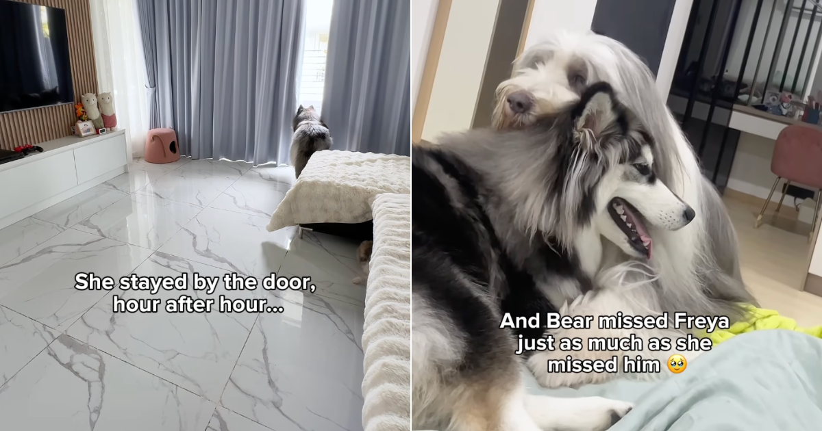 Video: Husky Takes Furry Sibling’s Hospital Stay the Hardest - DogTime