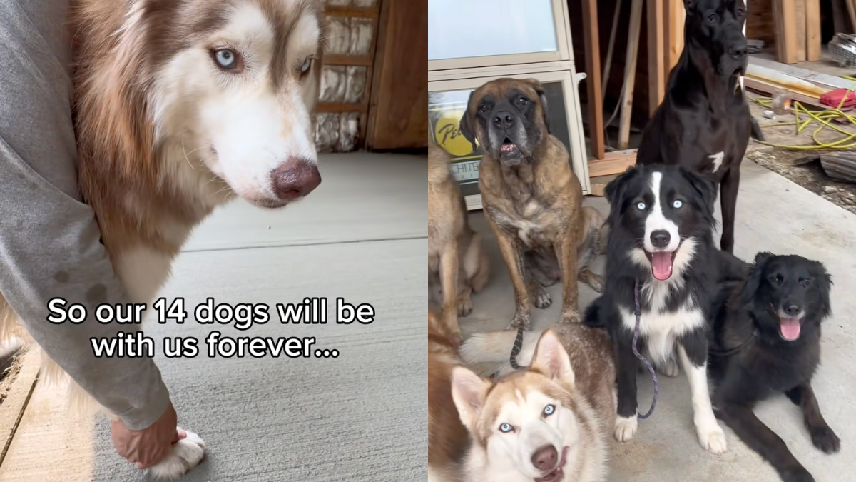 Video: 14 Dogs Unite For Heartwarming Activity That Will Make Them Stay ...