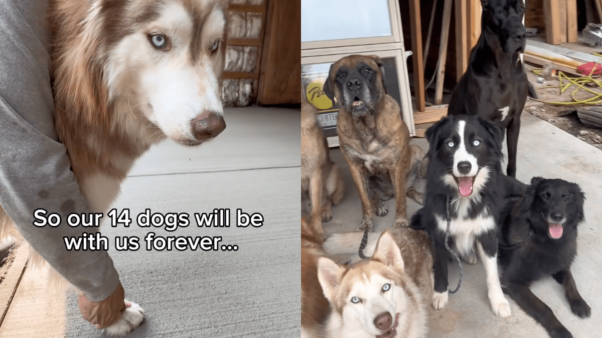 Video: 14 Dogs Unite For Heartwarming Activity That Will Make Them Stay ...
