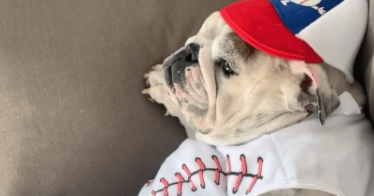 Video: Bulldog Shows How She Gets Ready for a Baseball Season - DogTime