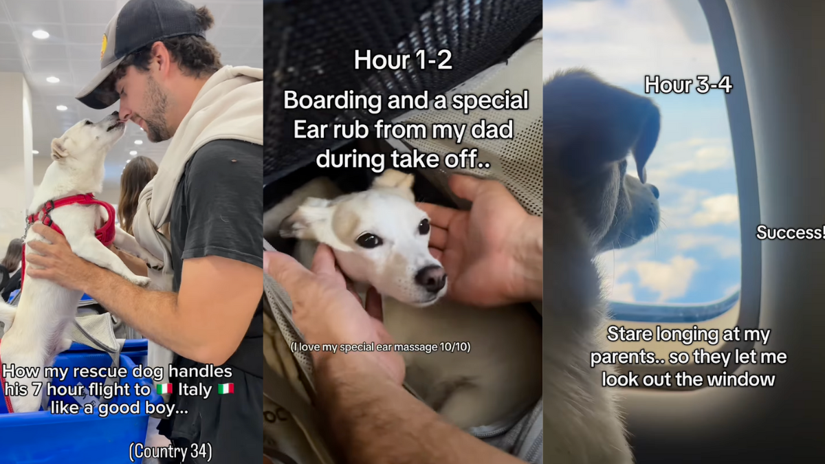 Raising a puppy: Preventing object guarding - DogTime