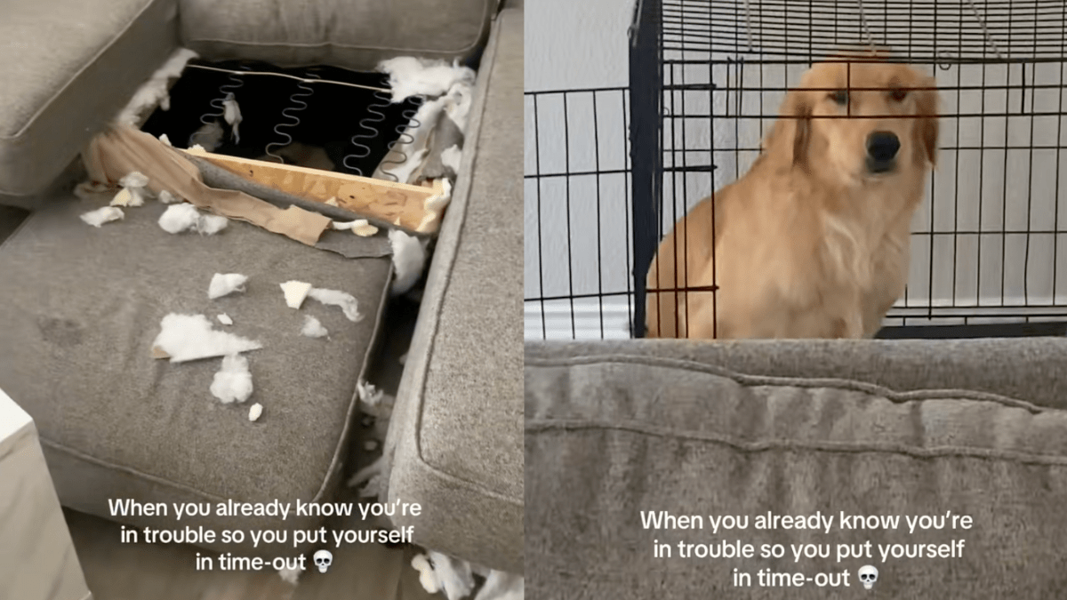 Video: Golden Retriever Puts Himself in Time-Out After Causing Trouble ...