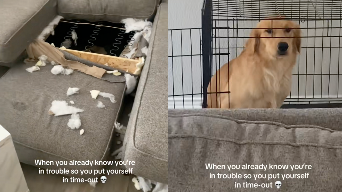 Video: Golden Retriever Puts Himself in Time-Out After Causing Trouble ...