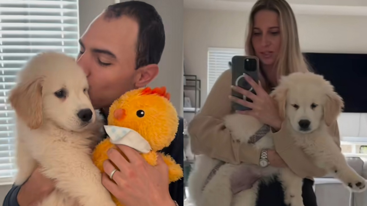 Owner Shares Cute Video of Golden Retriever Puppy’s First Ever Vet ...